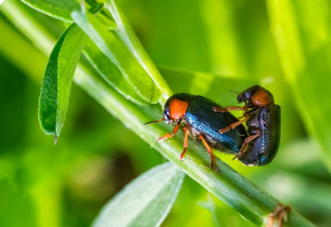 La reproducción: garantía de la permanencia