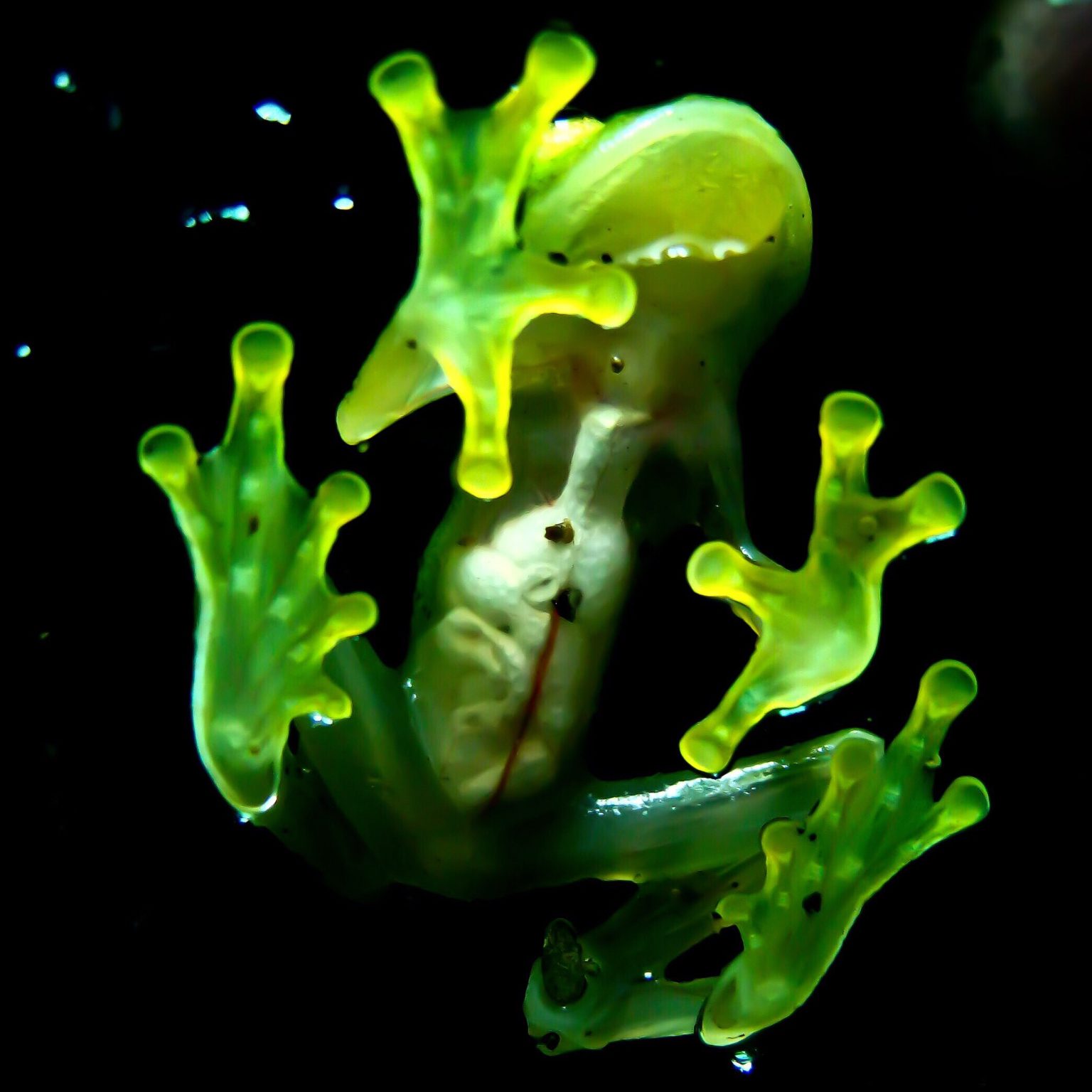El Fascinante Mundo de los Anfibios