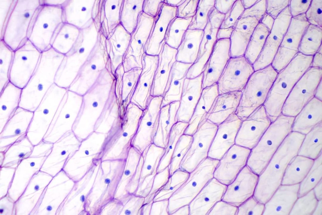 El microscopio: gran aliado de la ciencia