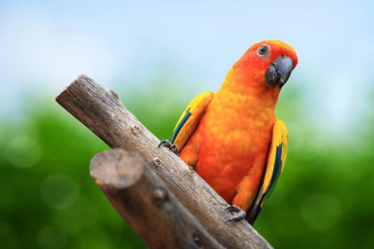 ¿Instinto o Inteligencia animal?