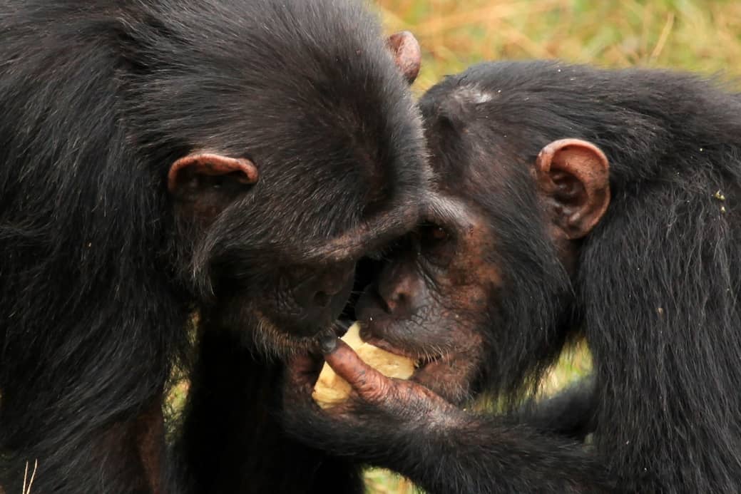 ¿Instinto o Inteligencia animal?