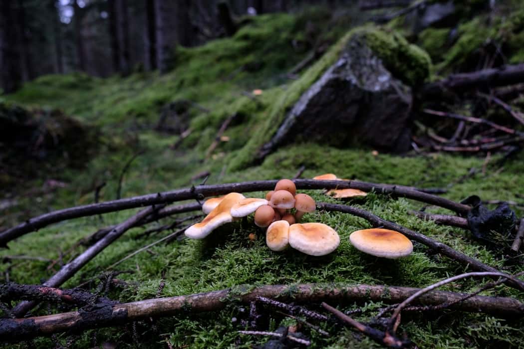 Las 35 tipos setas de mayor interés en el mundo