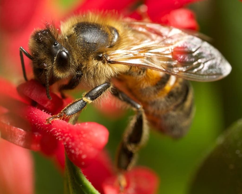 Las abejas: amigas del hombre
