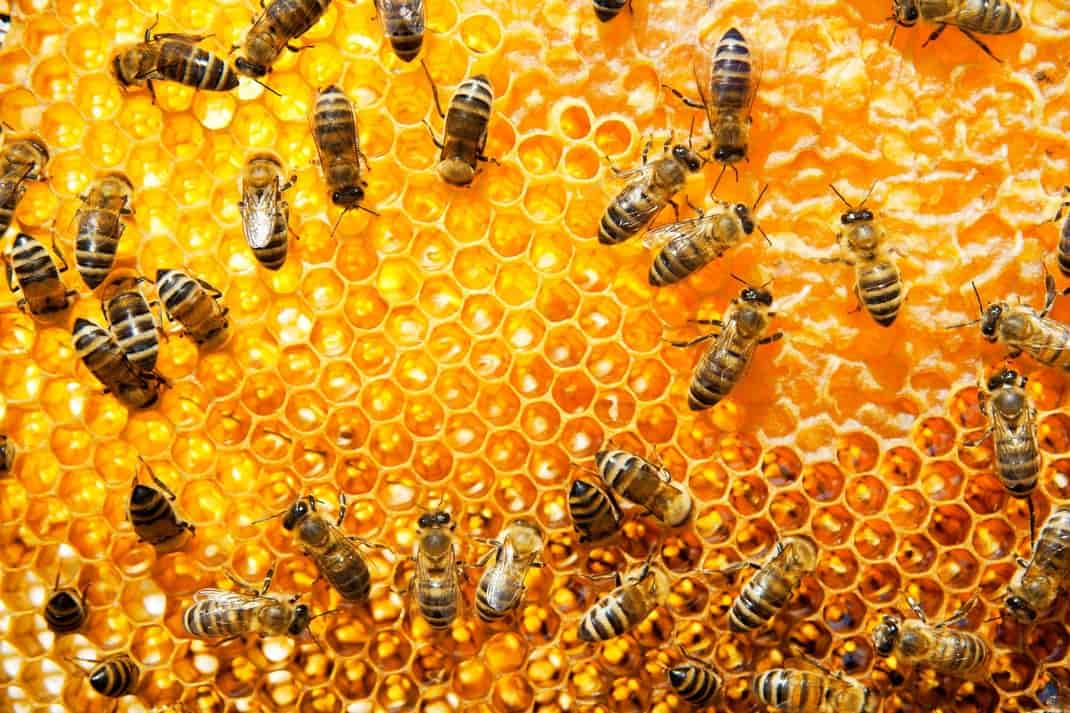 Las abejas: amigas del hombre