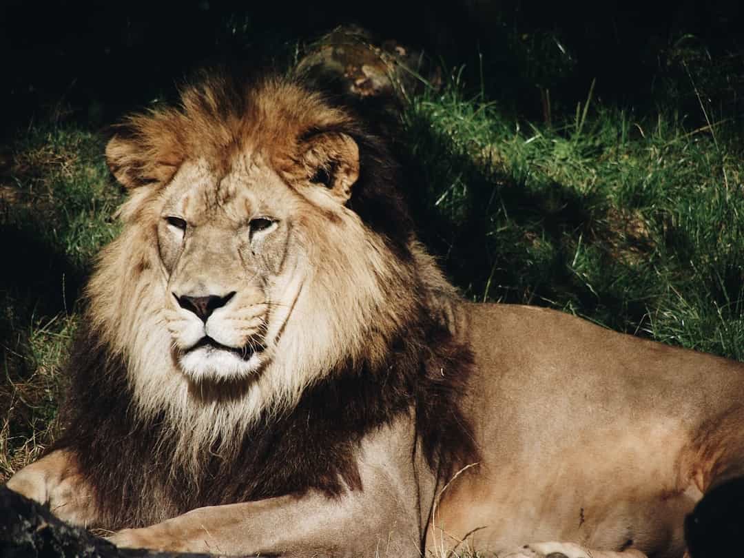 Felinos: los cazadores más veloces del planeta