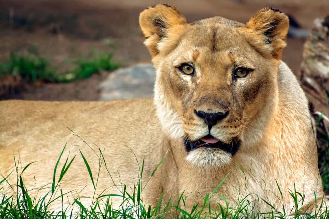 Felinos: los cazadores más veloces del planeta