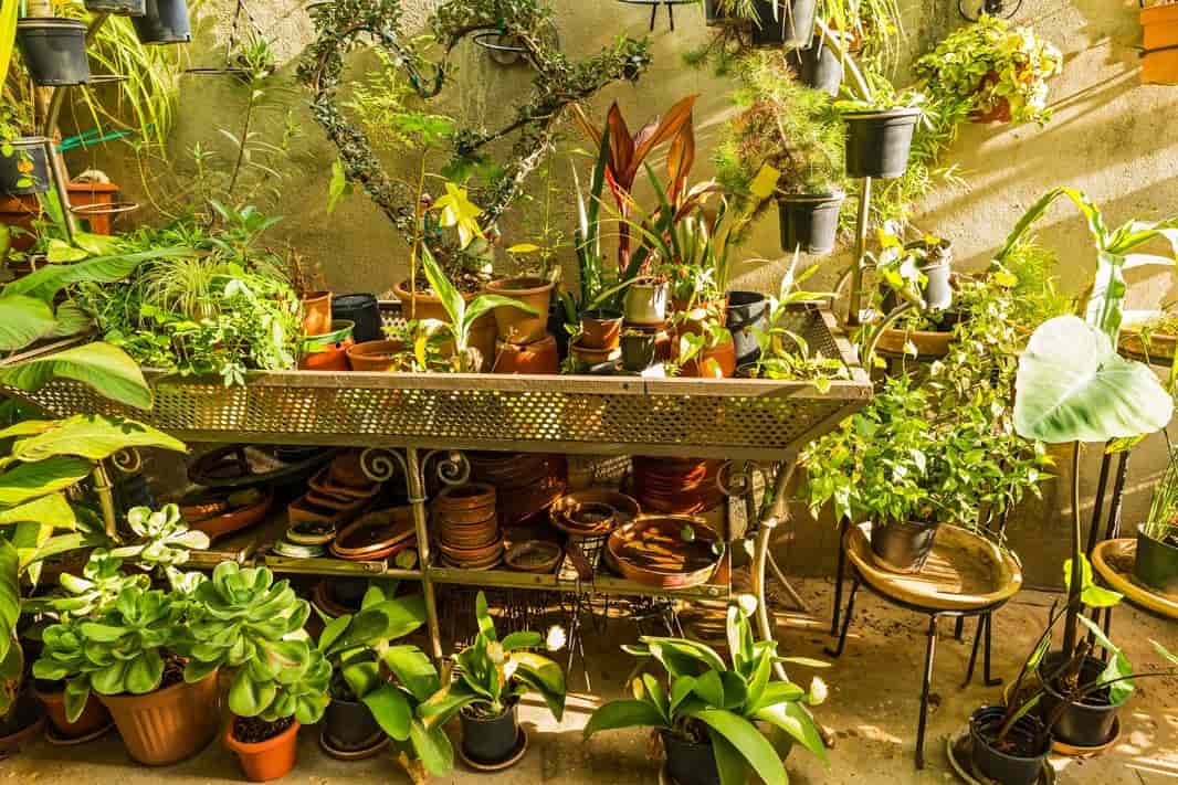 ¿Las plantas sienten? ¿Existe el sentimiento vegetal?