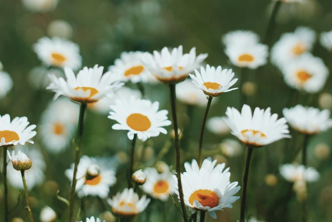 Tipos de flores: Conoce su impresionante variedad
