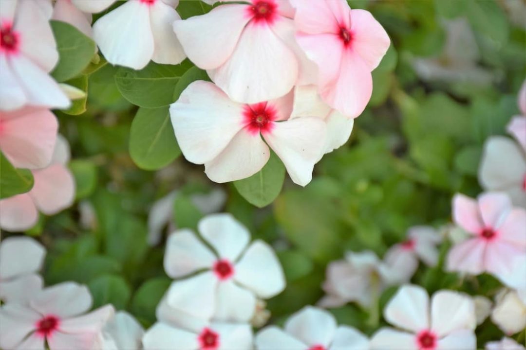 Tipos de flores: Conoce su impresionante variedad